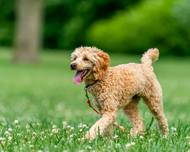 National Pack Walking Day - East Pasadena