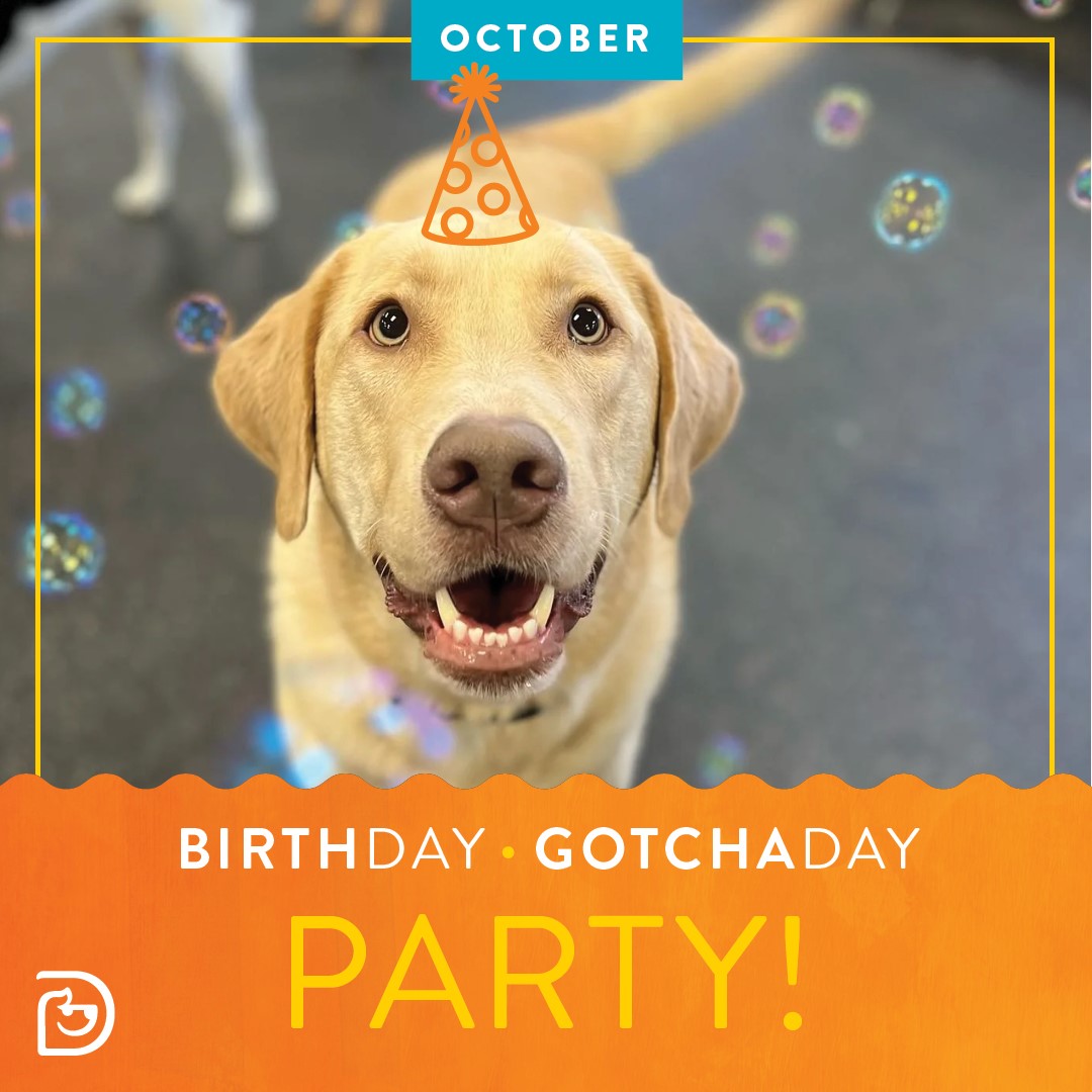 Birthday & Gotcha Day Photos - FREE - Rock Hill