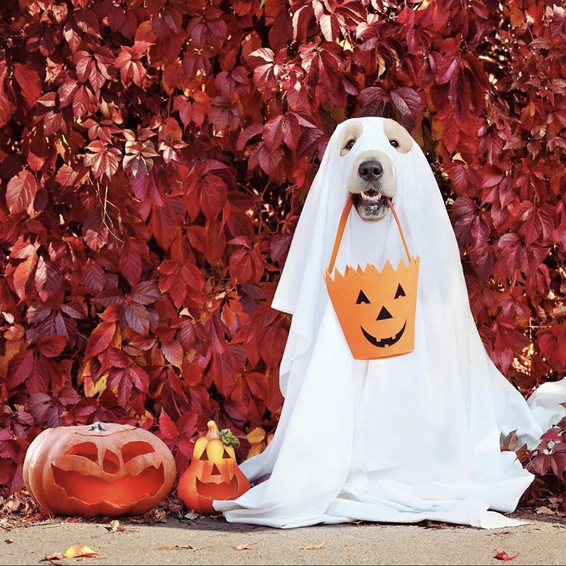Safe and Stress-Free Pup This Halloween - San Antonio - Alamo Heights