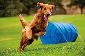 Dogtopia Field Day - Latham