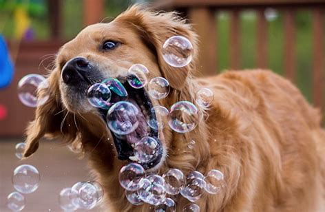 Bubble Party - Latham