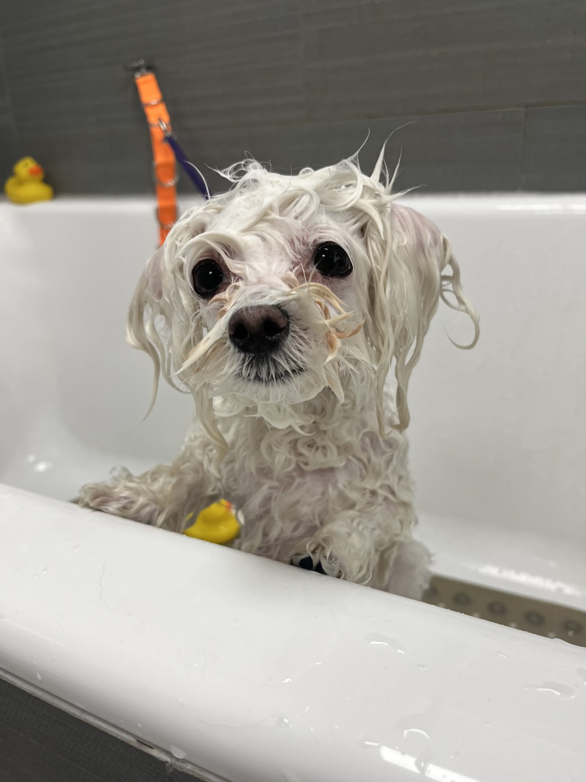🛁 Tubby Tuesday – Thanksgiving Spa Special! 🐾 - Latham