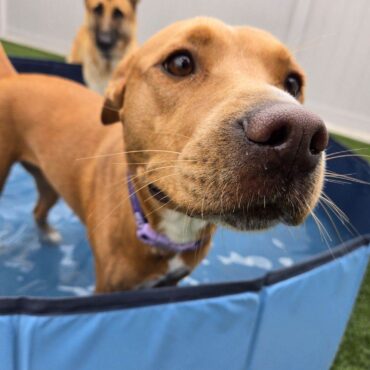 Pool Party! - Latham