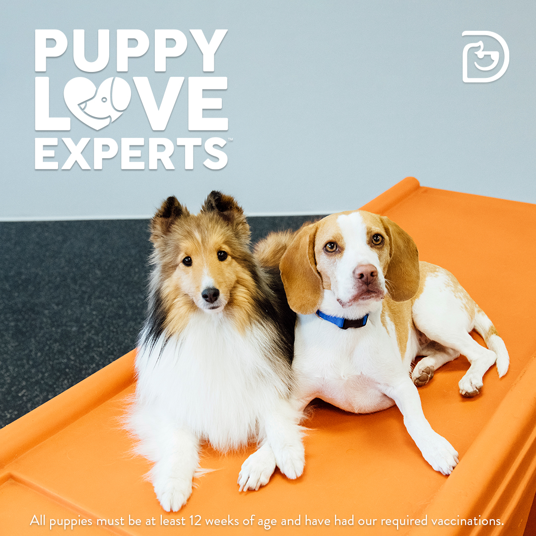 Puppy Social - Berkeley Heights