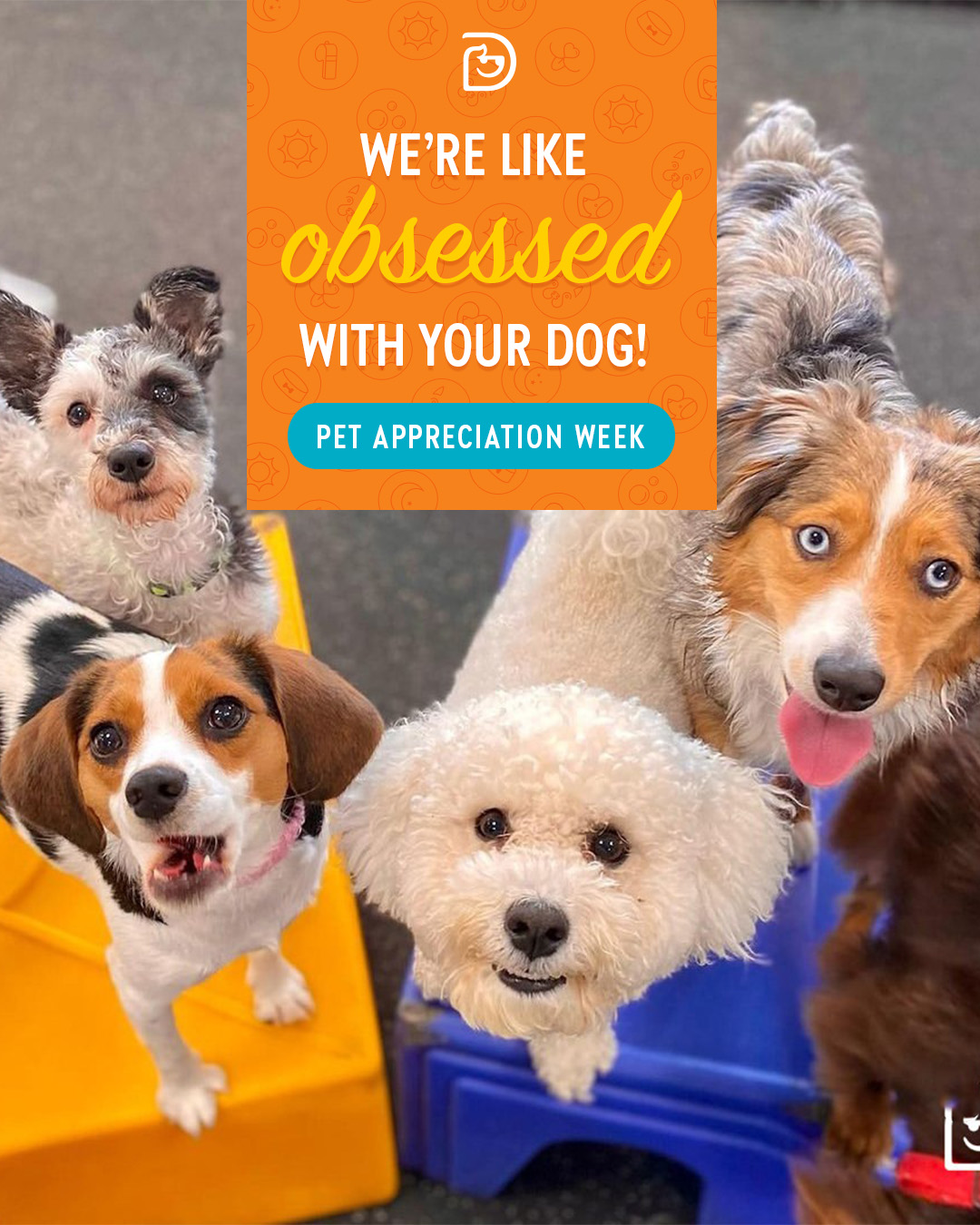 🎉 Pet Appreciation Week is Coming to Dogtopia of Towson! 🐶💕 - Towson