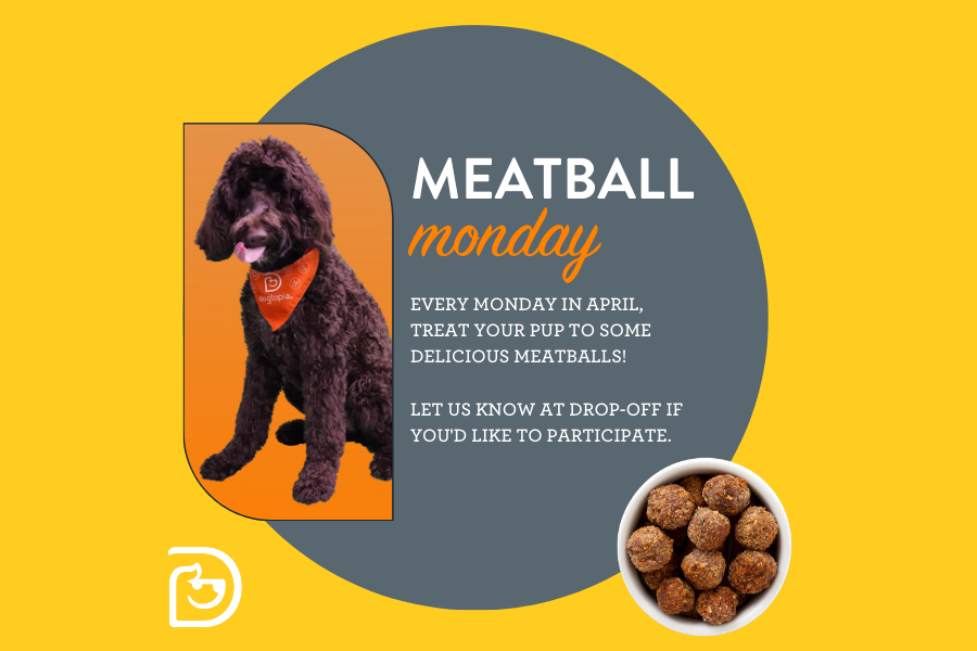 Meatball Monday - Orlando - Longwood