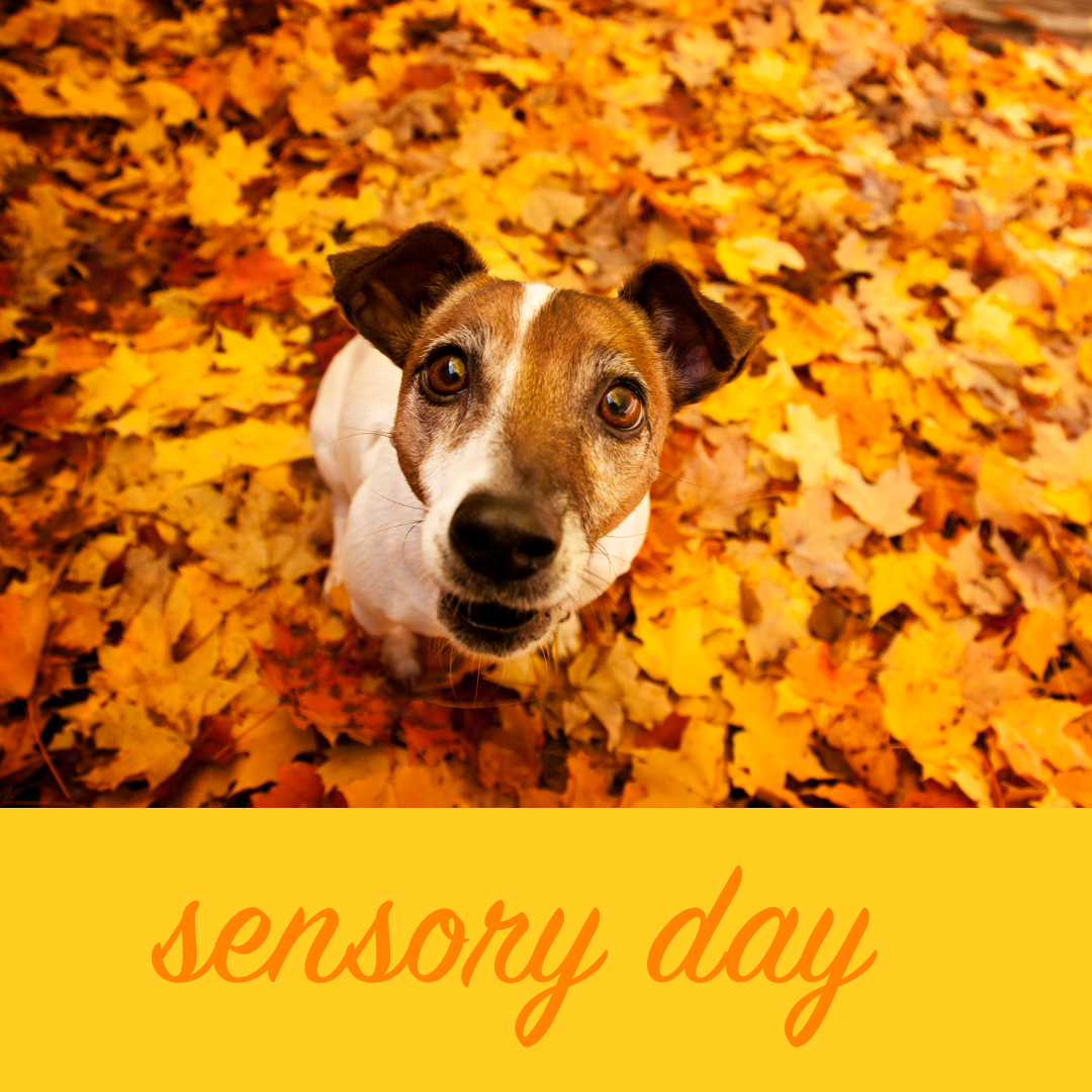 Sensory Day - Orlando - Longwood