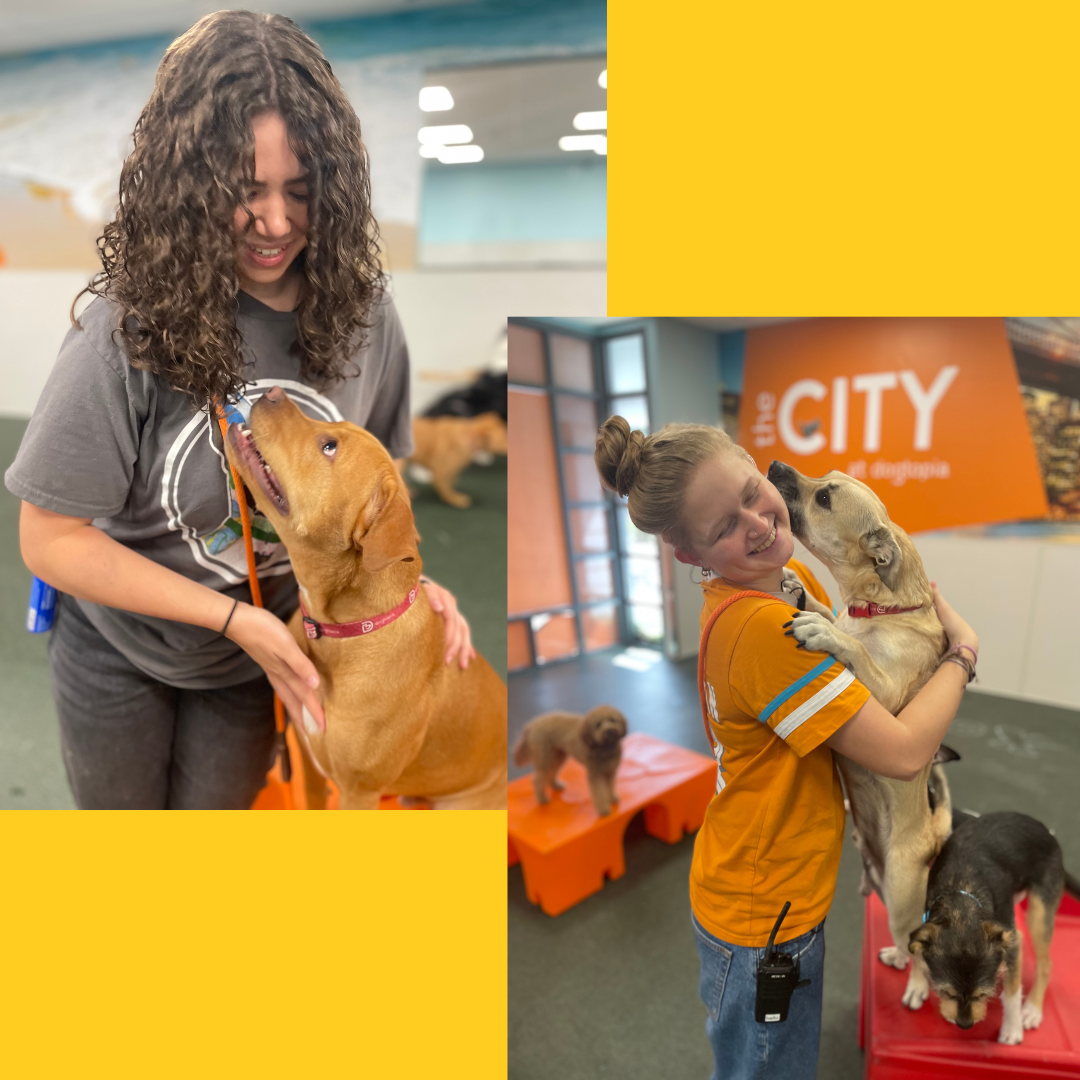 Canine Coach Appreciation - Orlando - Longwood