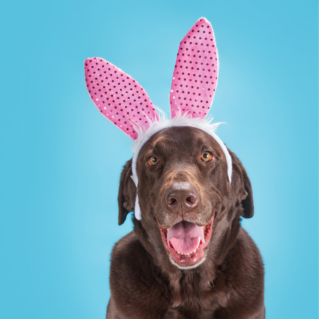 Easter Bunny Photos & Craft - Orlando - Longwood