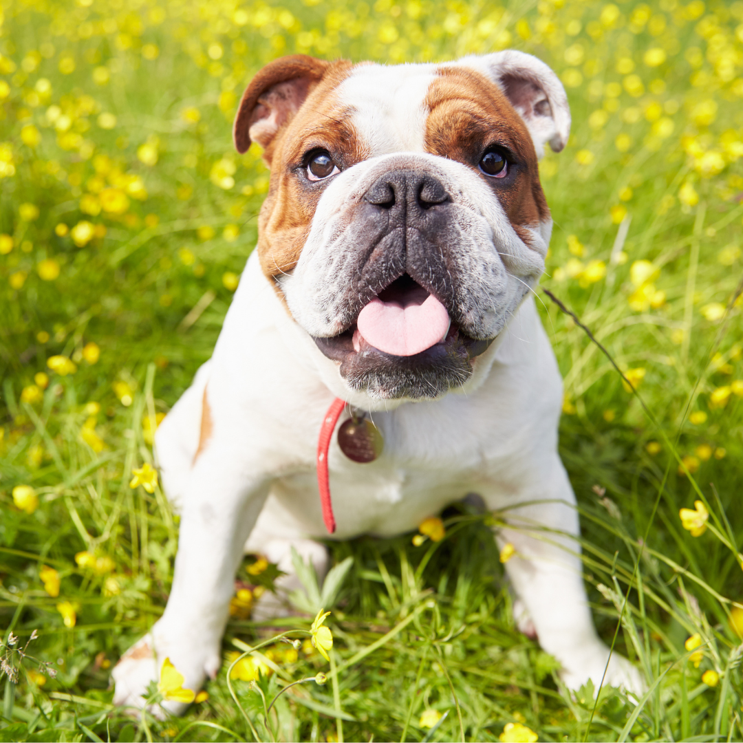 Bulldog Bash - Orlando - Longwood