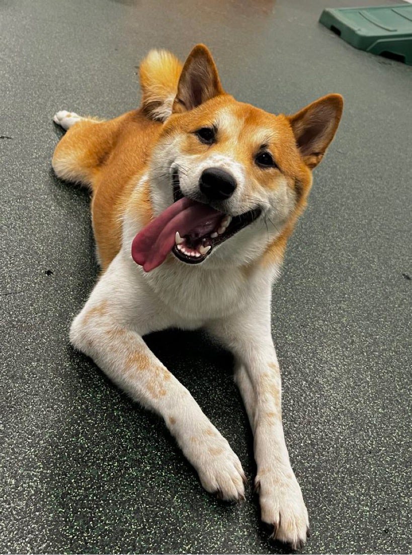 Doggie Dance Party - Orlando - Apopka