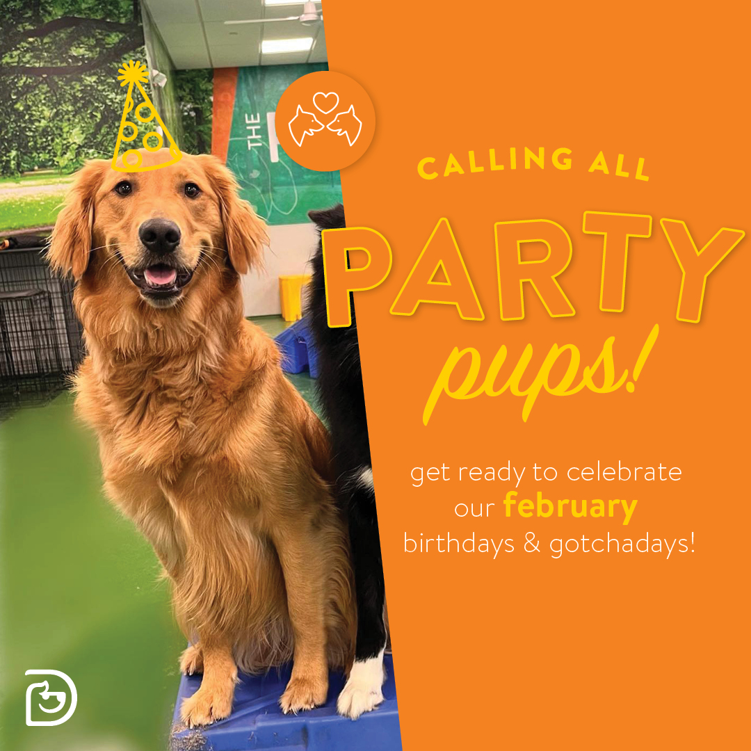 Birthday/Gotcha Day Party! - Bel Air