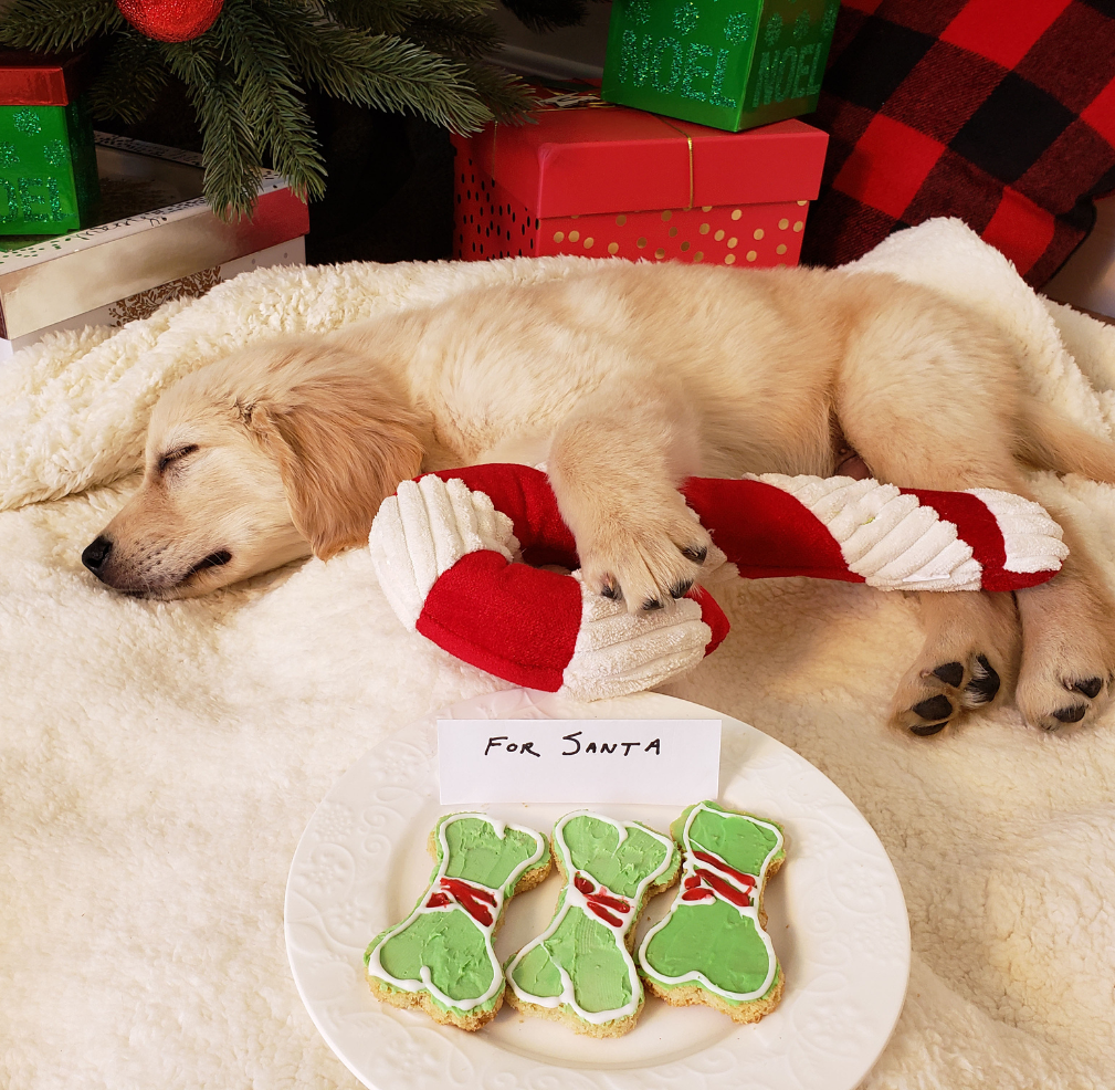 'Twas the Night Before Christmas Dogtopia Story Time - Orlando - Sanford