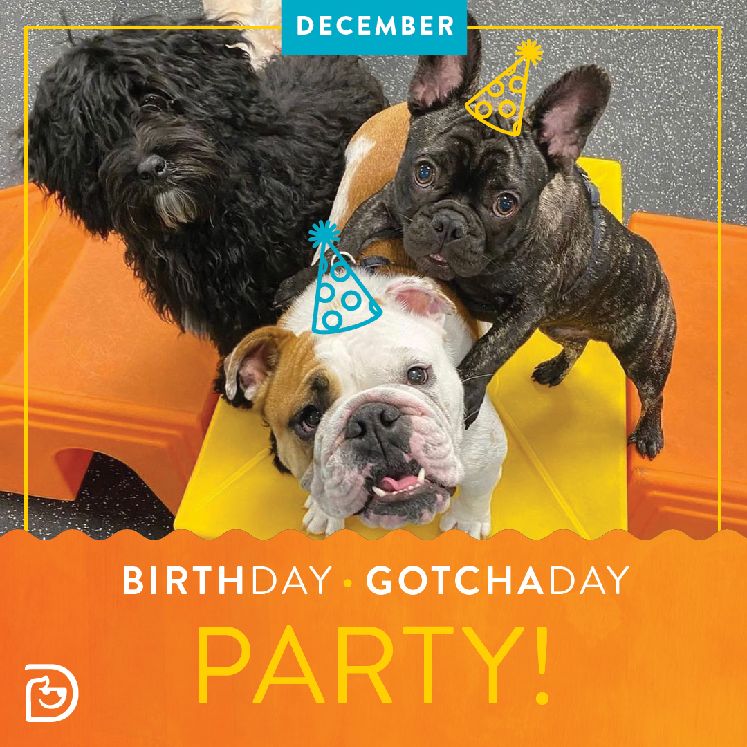 Birthday/Gotcha Day Party - North Raleigh