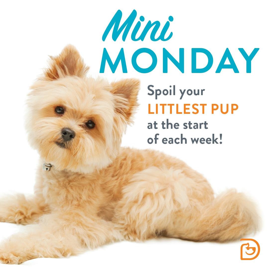 Mini Monday - North Raleigh