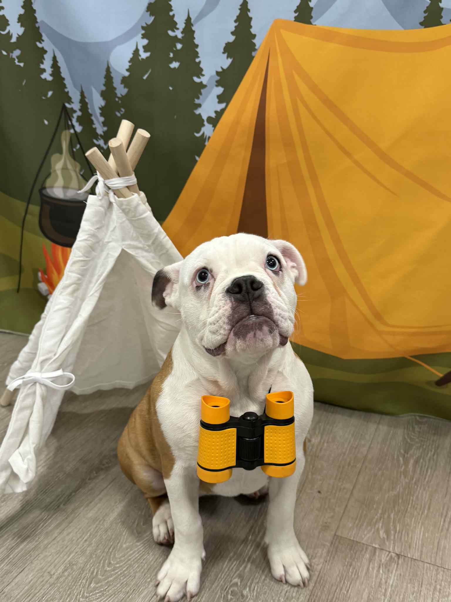 Bulldog meet up party! - Arlington by The Parks