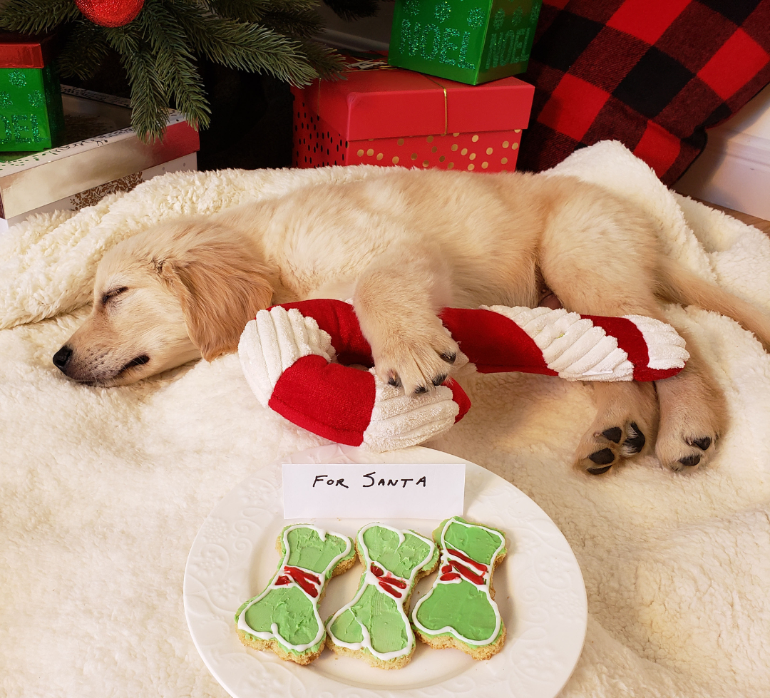 'Twas the Night Before Christmas Dogtopia Story Time - Orlando - East