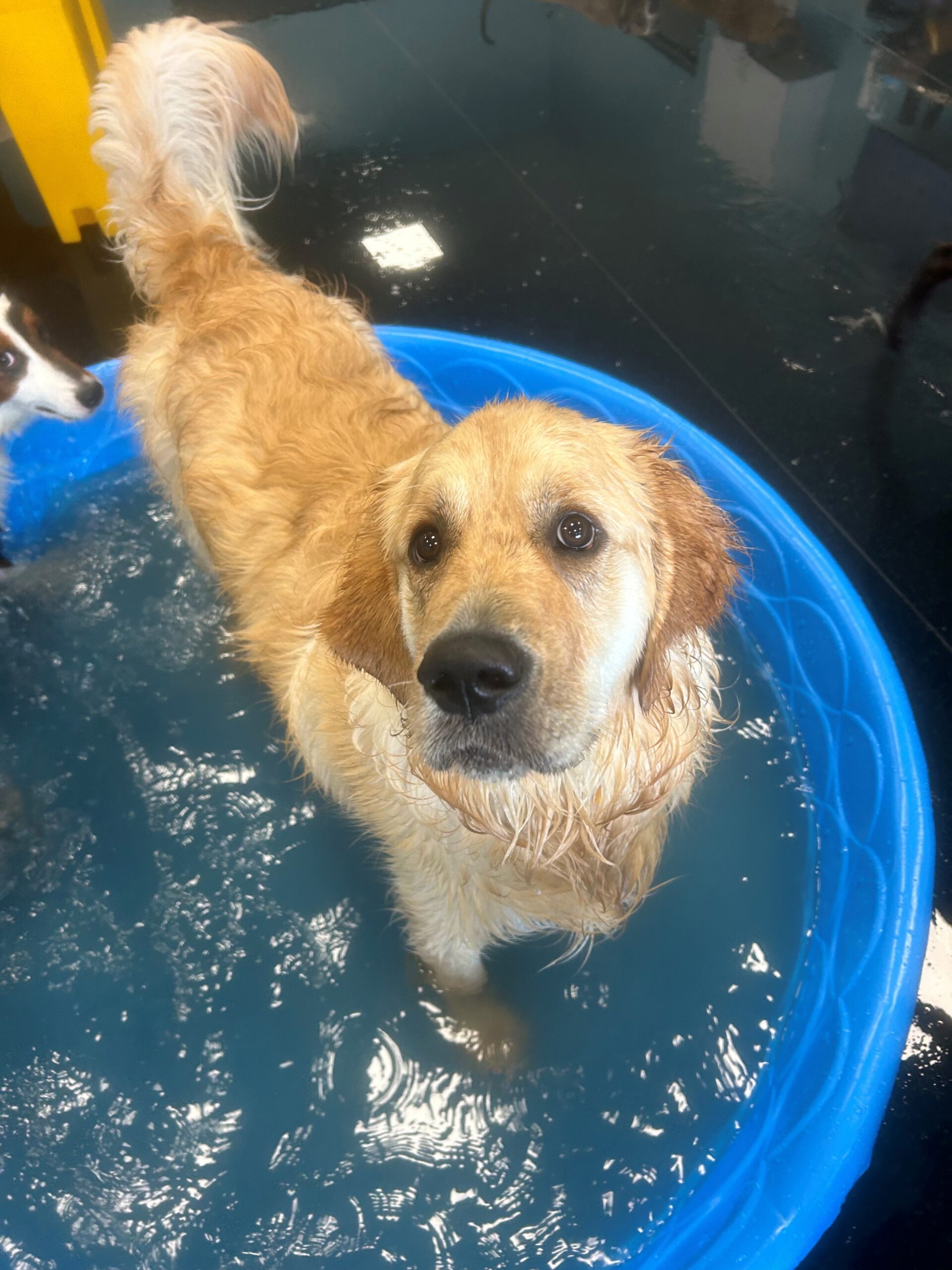 National Labrador Retriever Day - Summerville