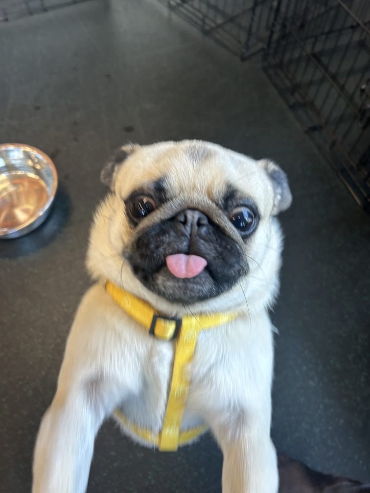 National Pug Day - Summerville