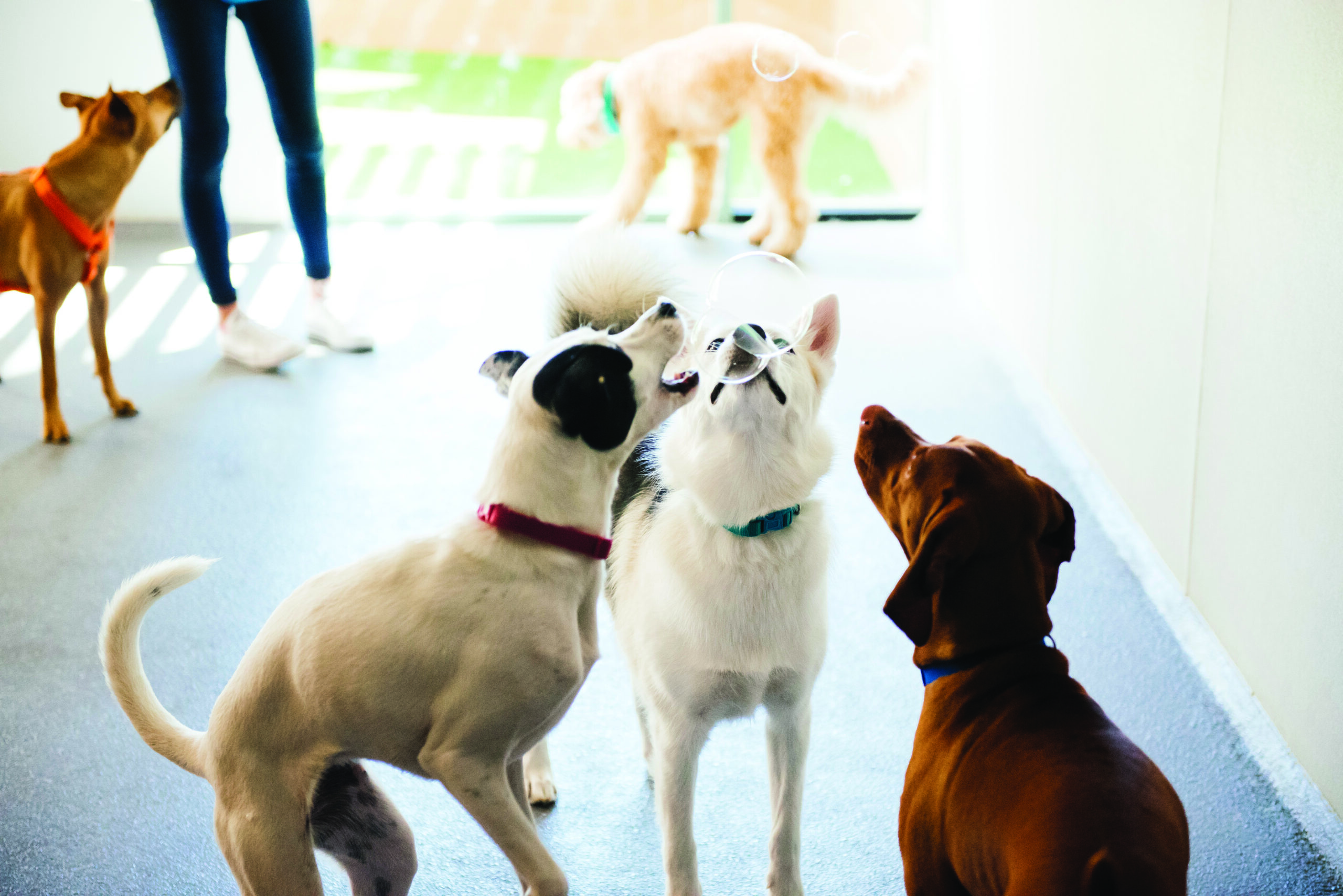 Why Do Dogs Bark? Understanding Canine Communication - Summerville