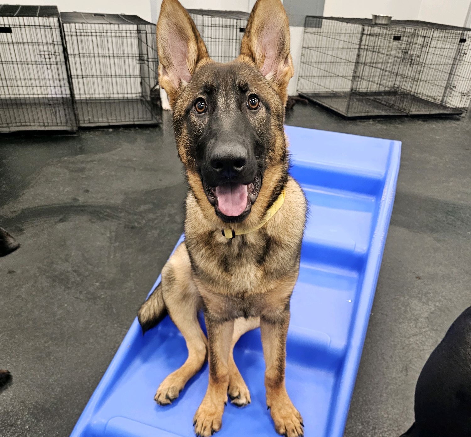 National German Shepherd Day - Summerville