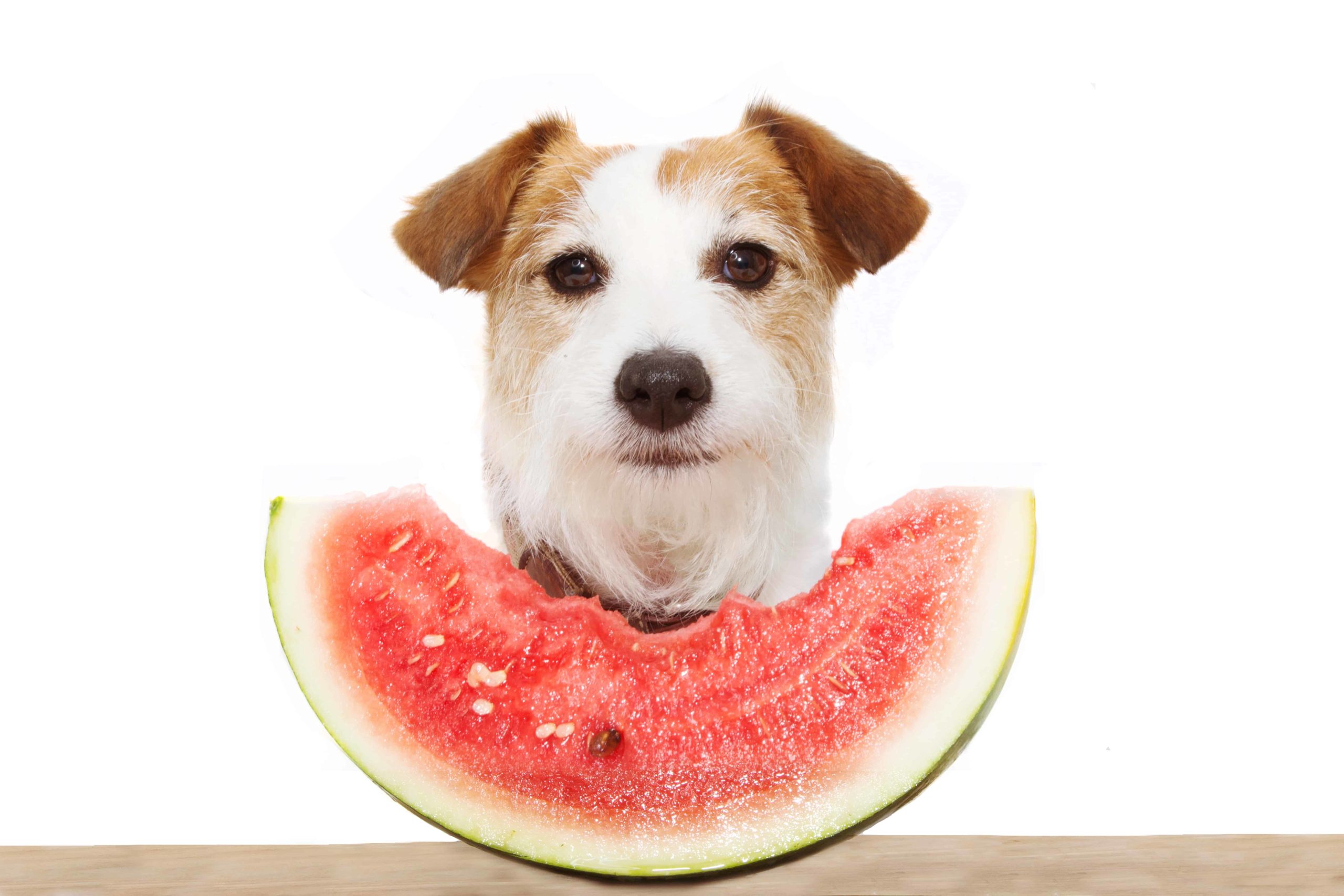 Watermelon Day! - Westmount