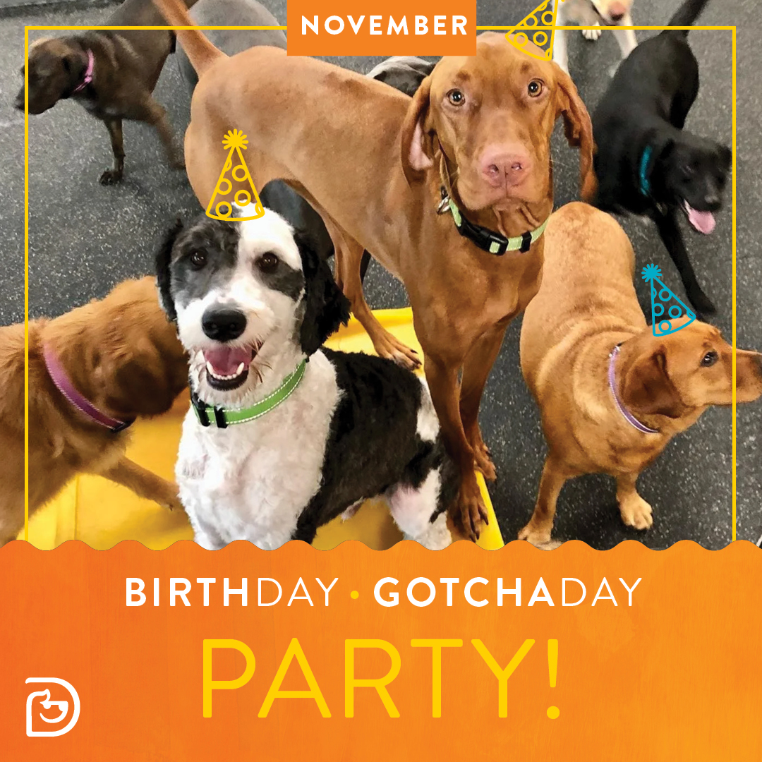 Birthday/Gotcha Day - Westmount