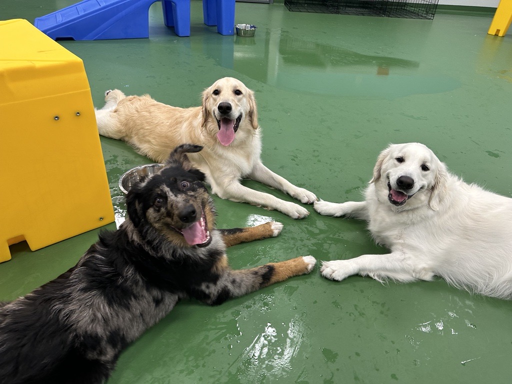 Cinco De Mayo - Brick