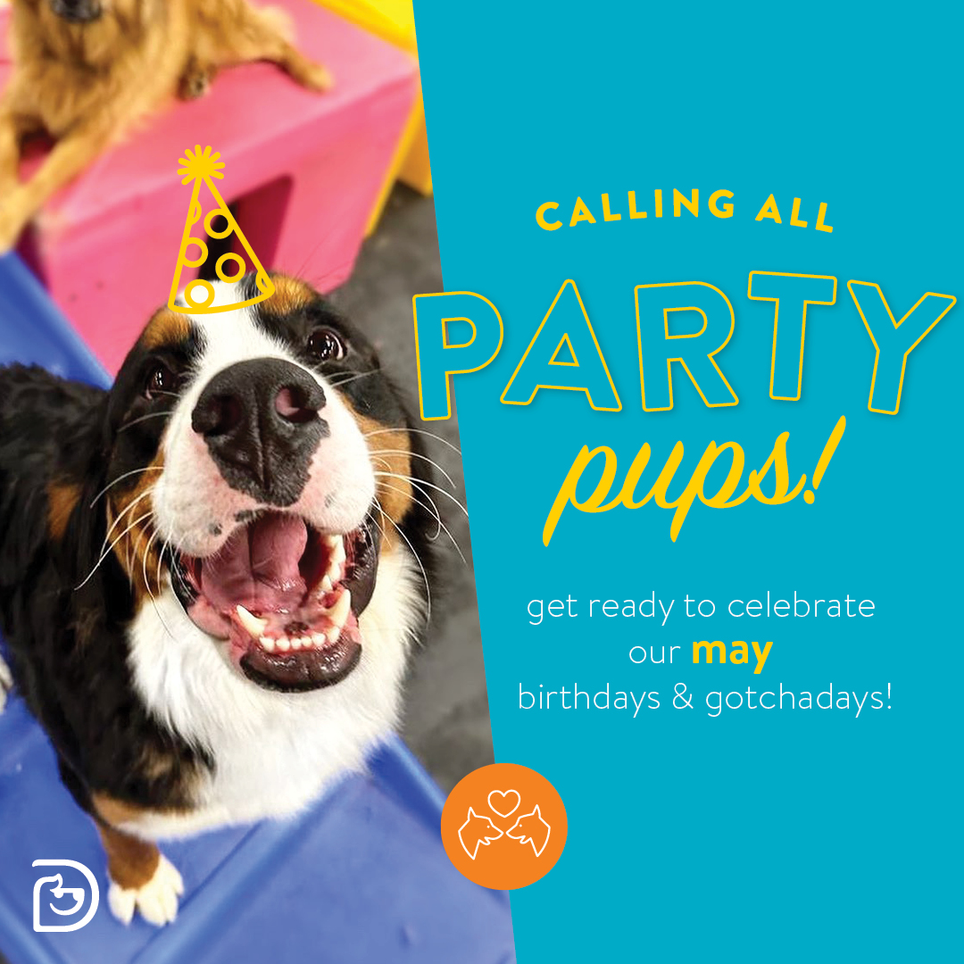 Birthday Gotcha Party! - Brick