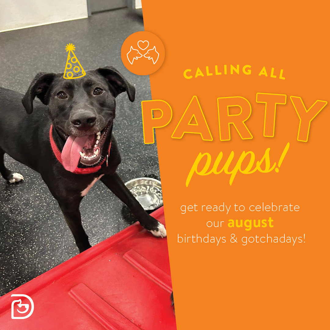 August Birthdays/Gotcha Days - Houston - Washington Ave