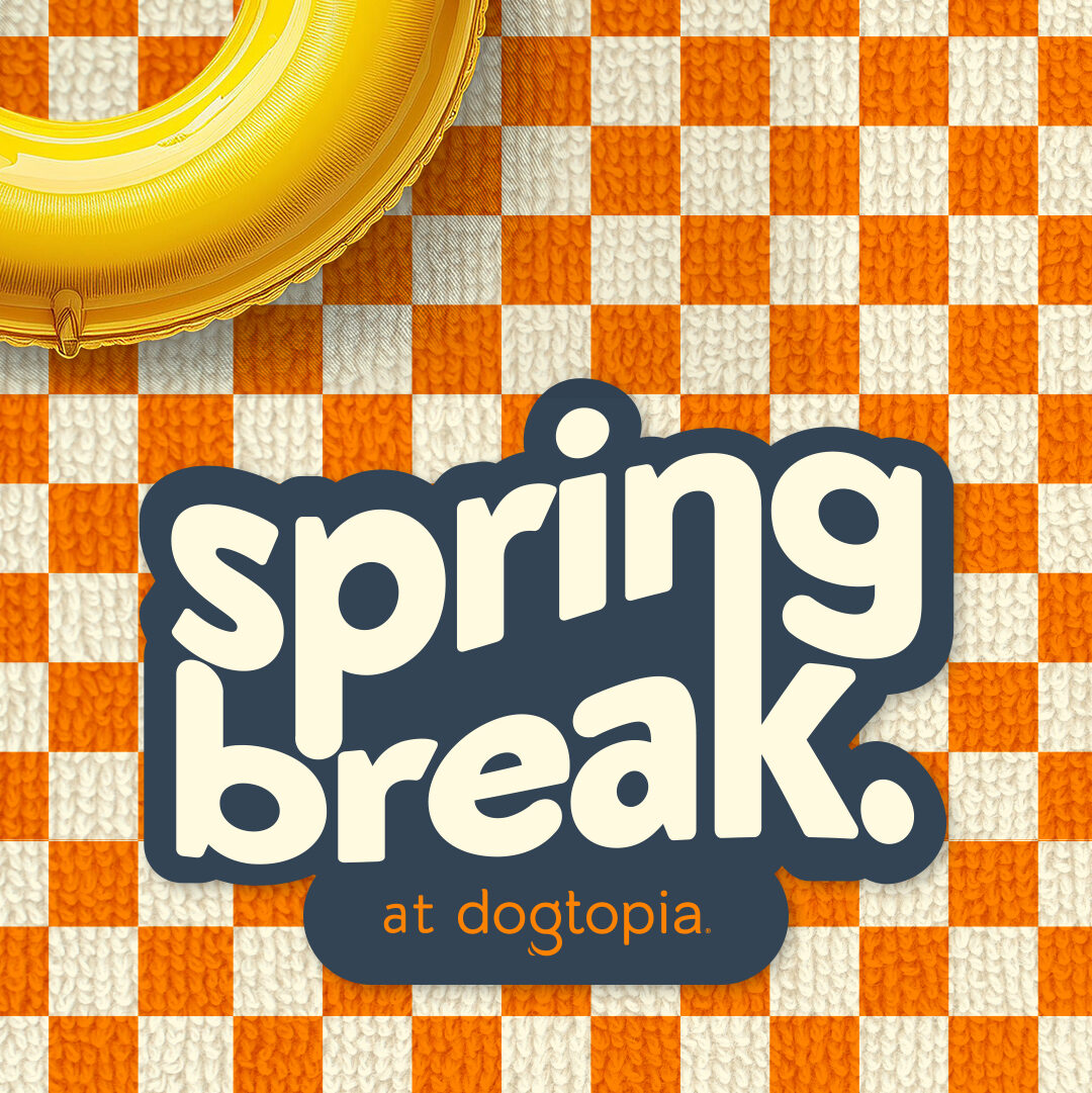 Spring Break - Houston - Washington Ave