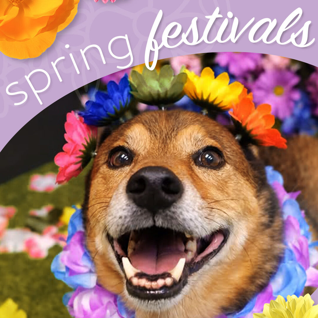 Spring Festivals 🌷 - Houston - Washington Ave