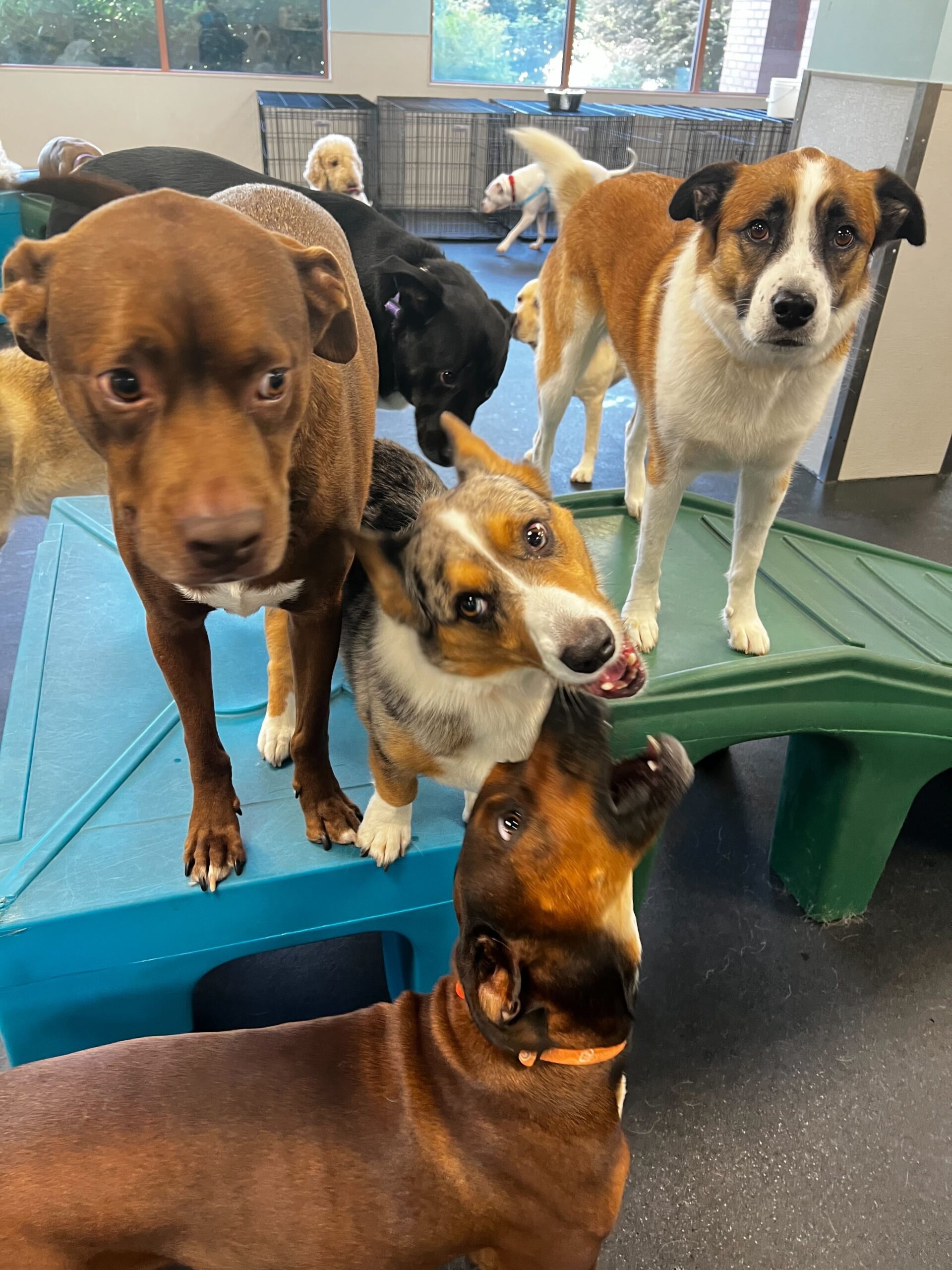 Dog Daycare Bellevue Wa