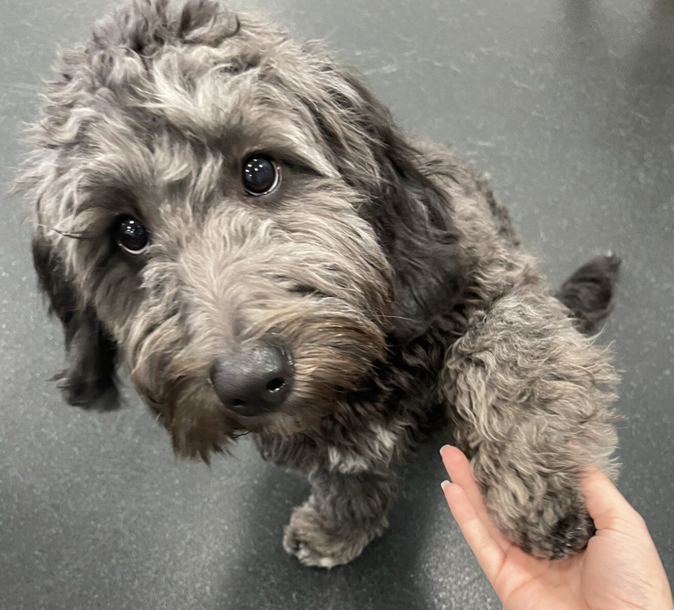 Paw Print LOVE - Craft Day! - Solon