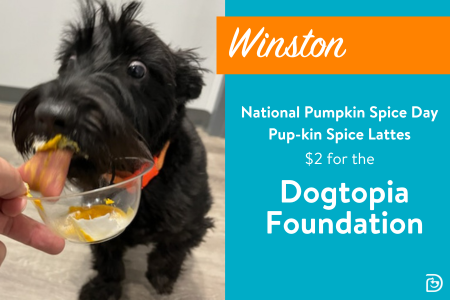 National Pumpkin Spice Day - Solon