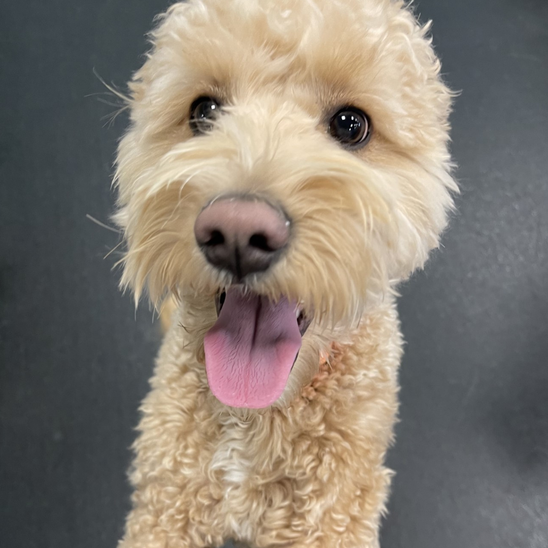 National Strawberry Day - 2/27 - Solon