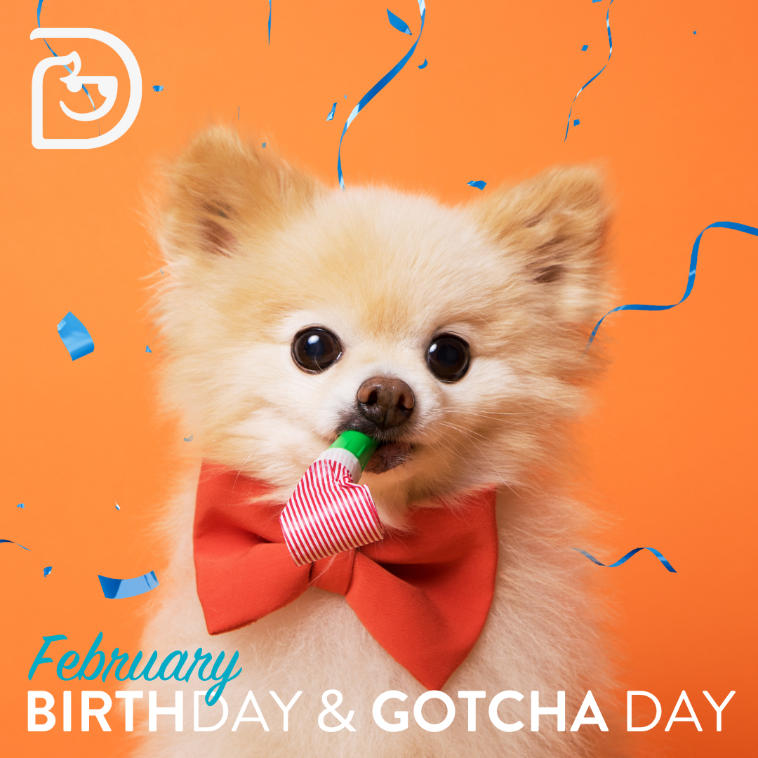 Birthday Party & Gotcha Day - South Lafayette