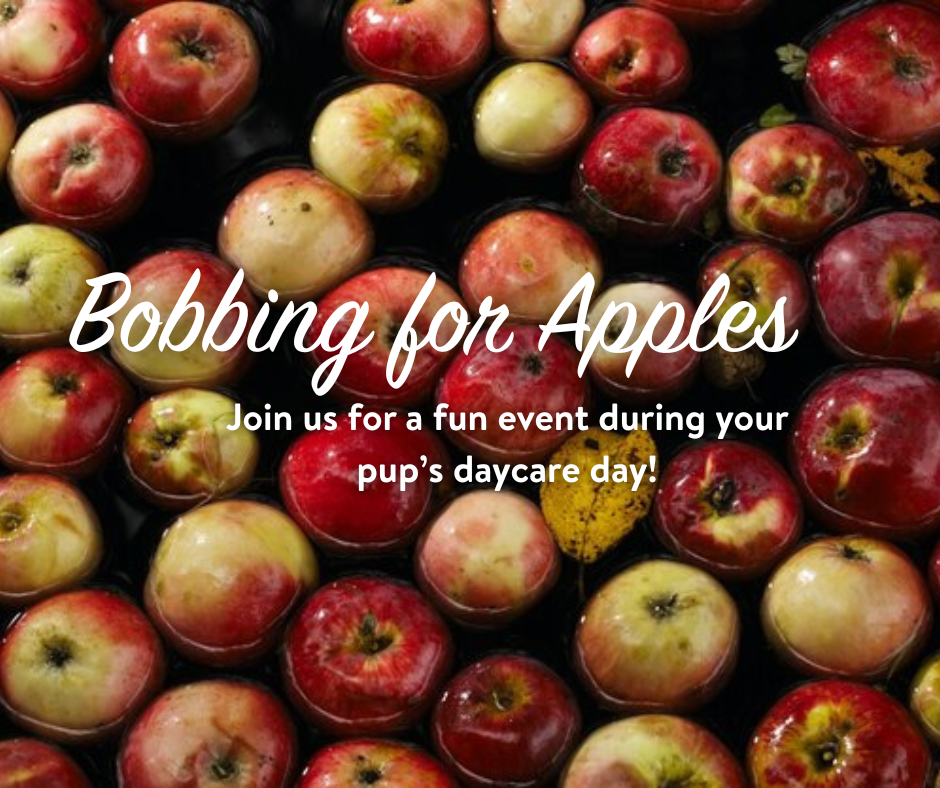 Bobbing for Apples - South Lafayette