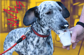 Whipped "Scream" Pup Cup - Clifton Park