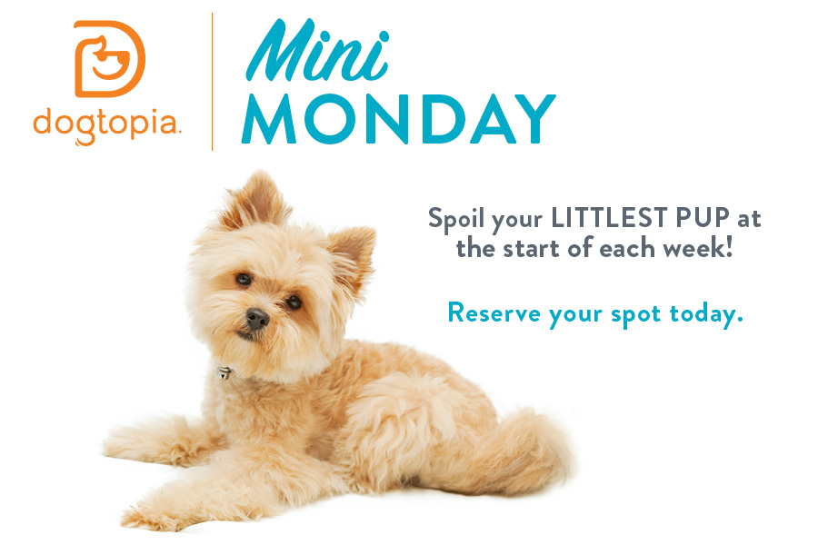 Mini Monday * August 4th - West Orange