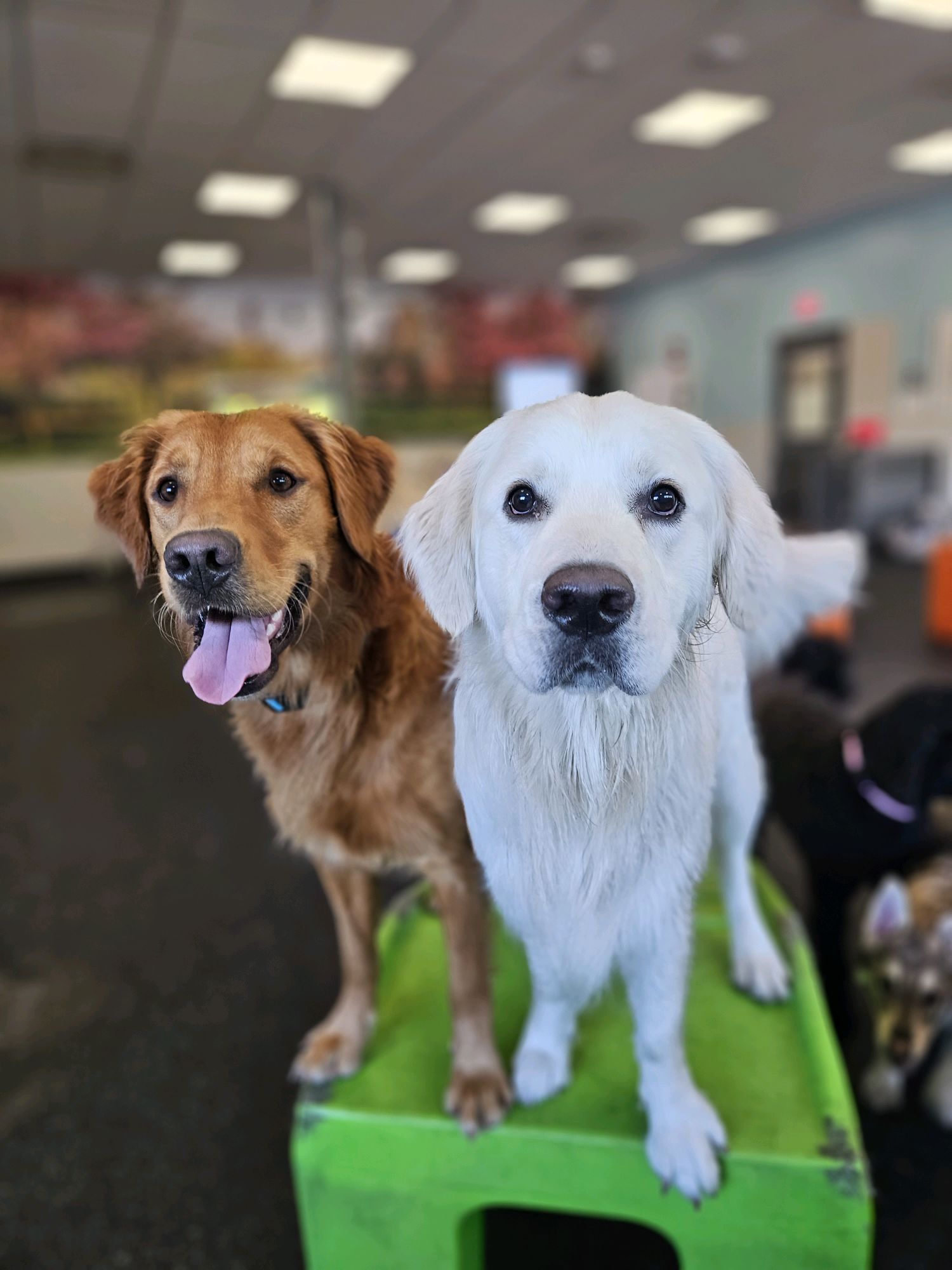 Fall Care Tips for Dogs in Portland: What You Need to Know - Portland