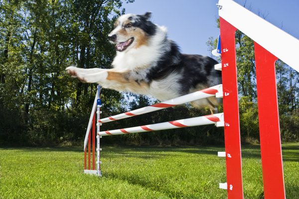 Agility Day - Manassas