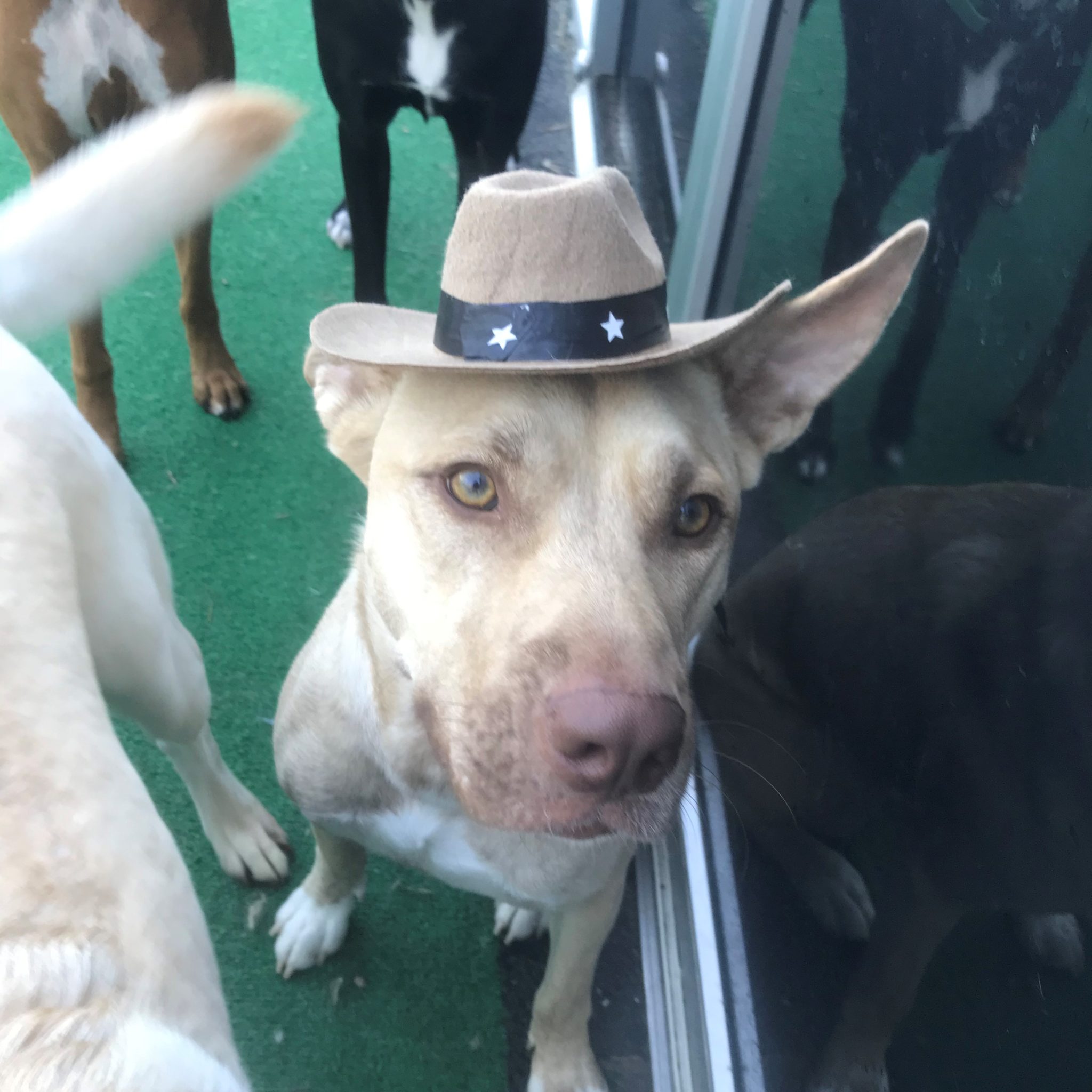 National Hat Day - Manassas