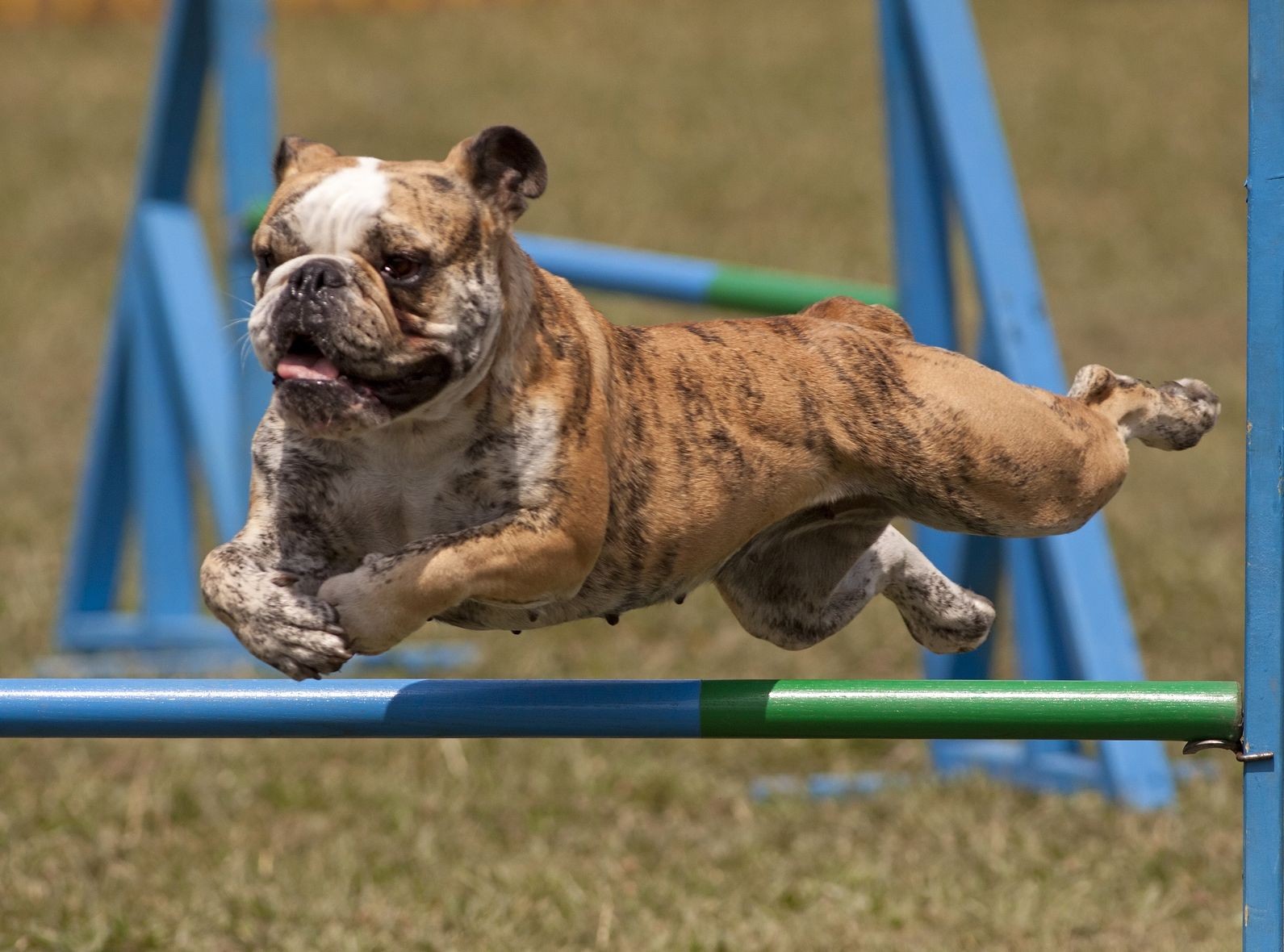 Agility for Fun Training Class! - Dulles