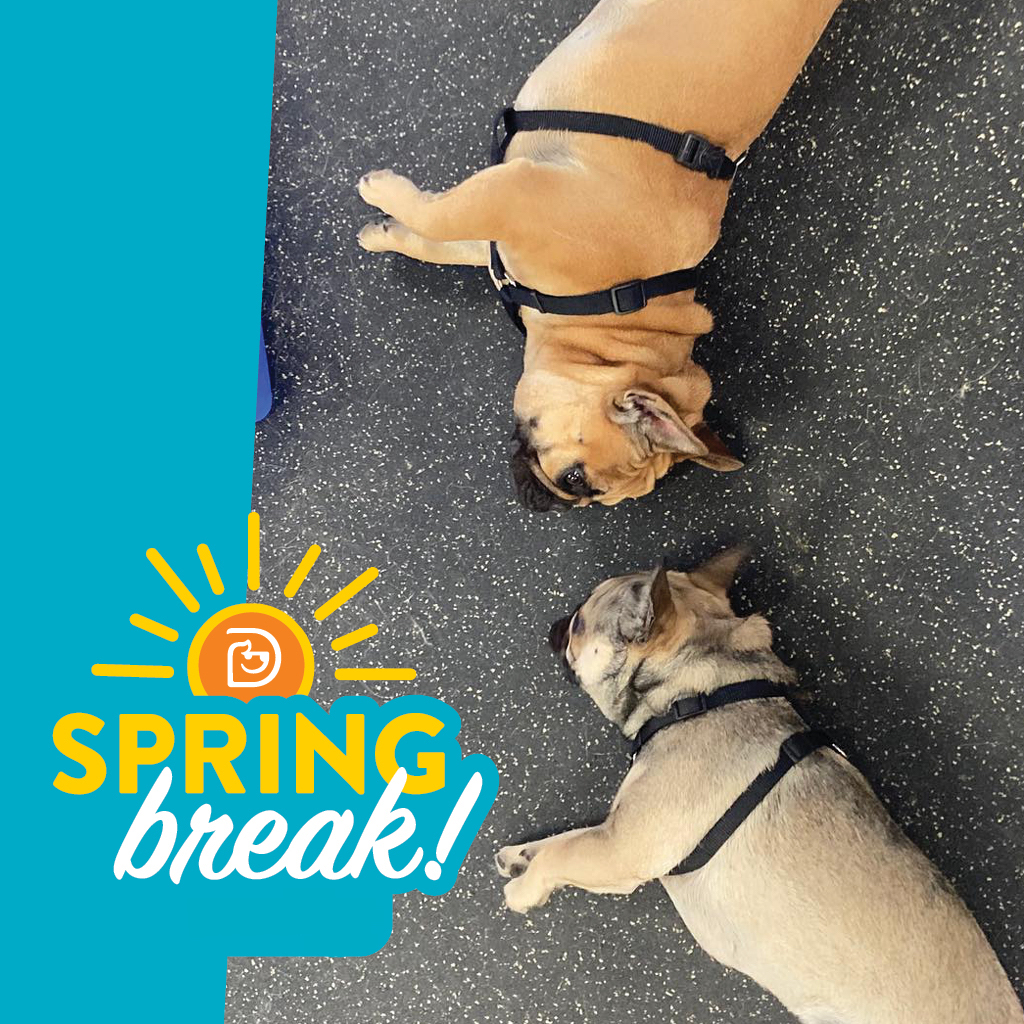 National Bulldogs ARE Beautiful Day! - Dulles