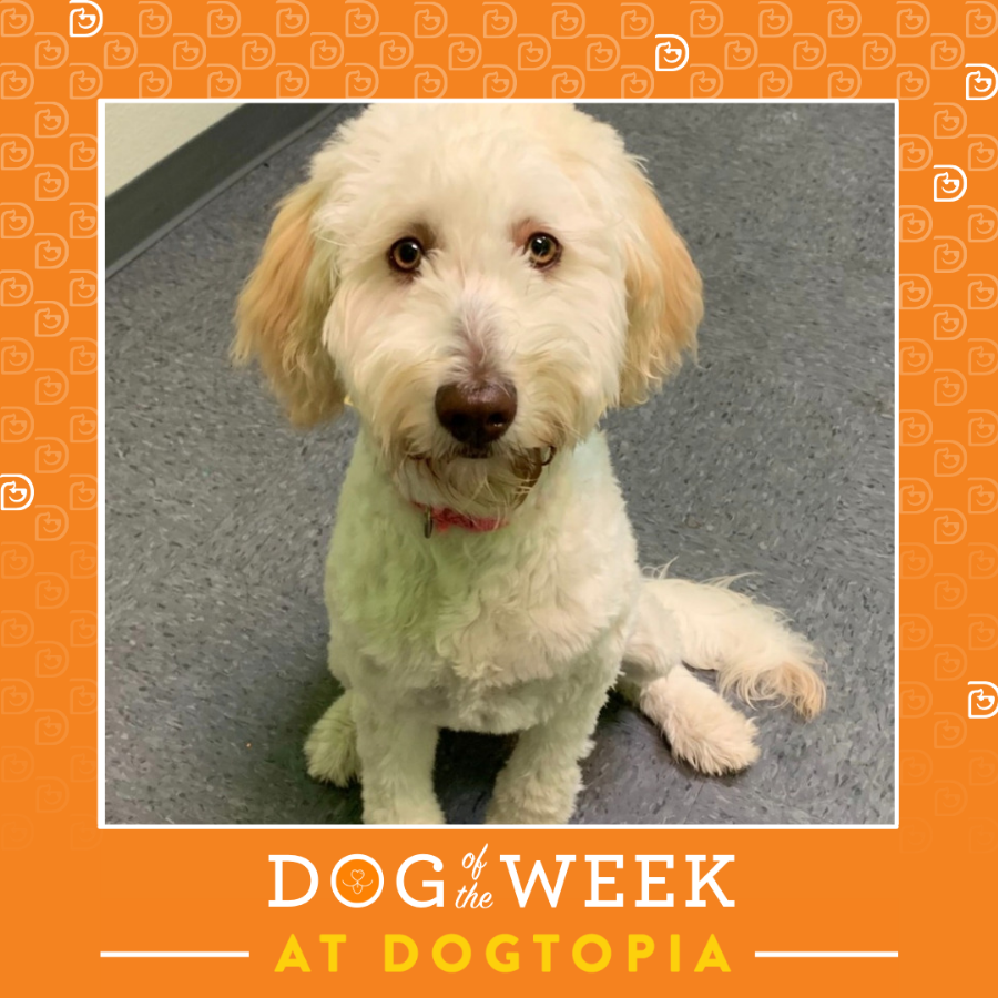 Dog Daycare, Spa, Boarding Woodbridge | Dogtopia Woodbridge