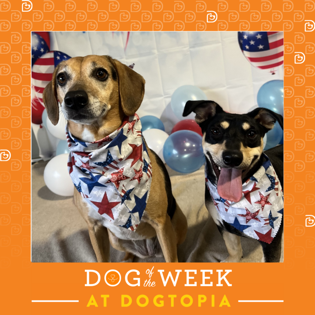 Dog Daycare, Spa, Boarding Woodbridge | Dogtopia Woodbridge