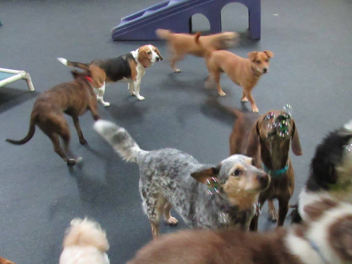 Anniversary Week- Day 1 Bubble Day! - Springfield