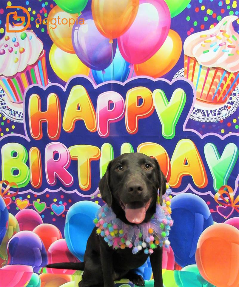 March Birthday Party! - Springfield