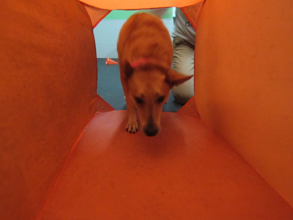Agility Day! - Springfield